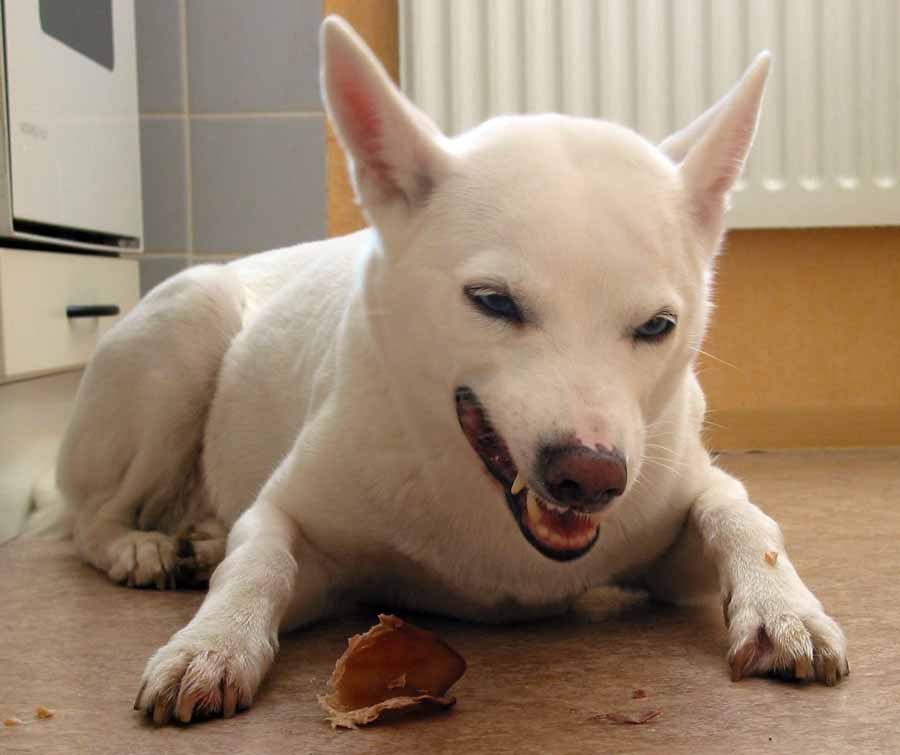 Comment apprendre à son chien à bien manger